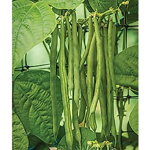 Burpee Kentucky Blue Pole Bean Seeds 2 ounces of seed