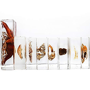 Cherish XT 8 PCS Marine Animals Specimens Set Paperweights Taxidermy for Science Education Include Pagurid,Spiral Shell,Lobster,Sea Anemone,Cuttlefish,Fiddler Crab,Clams,Starfiash Specimen