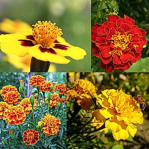 NatureZ Edge Marigold Seeds Mix, Over 5600 Seeds, Marigold Seeds for Planting Outdoors, Dainty Marietta, Petite French, Sparky French, and More
