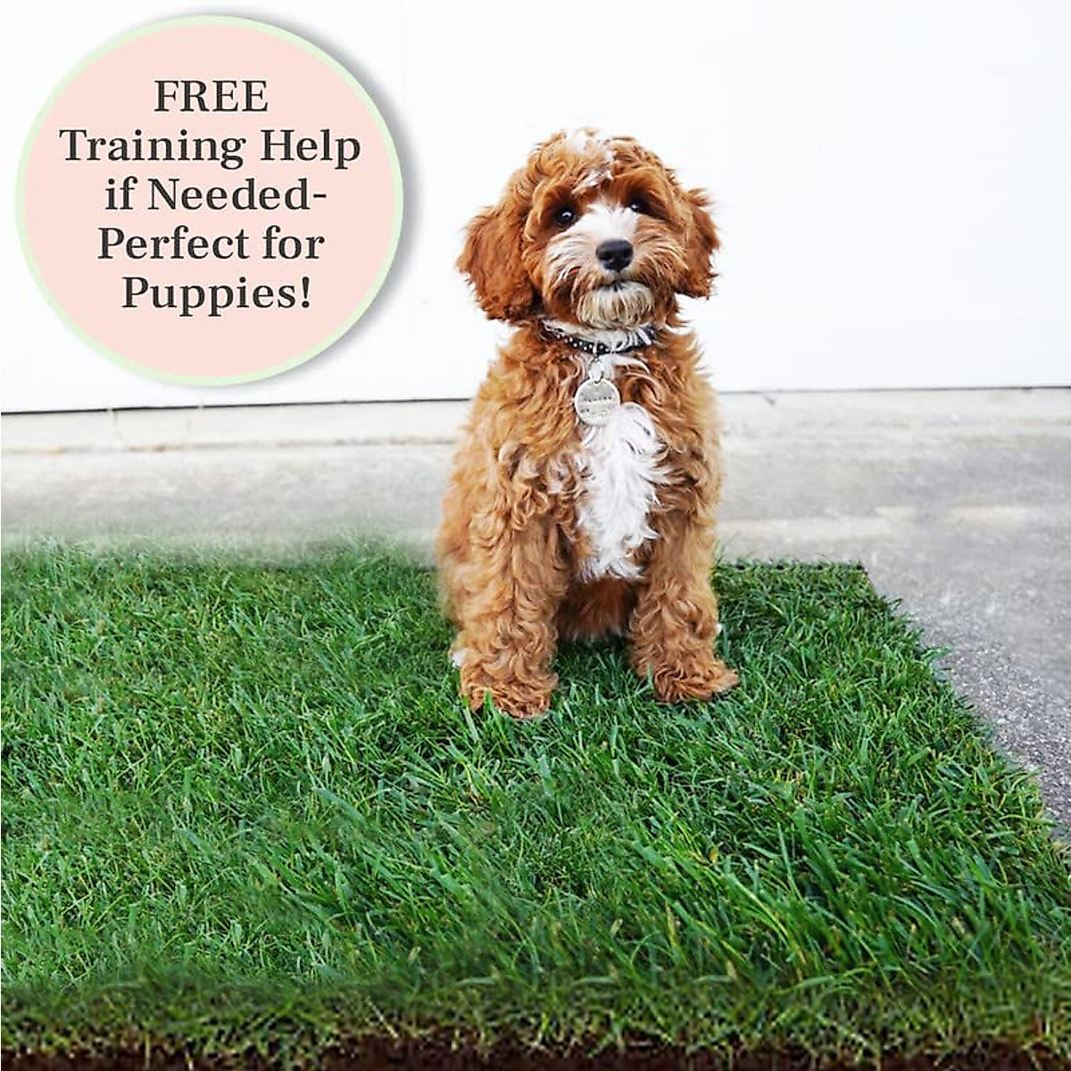 DoggieLawn XL - Real Grass Disposable Pet Potty - 48 x 24 Inches with Plastic Tray - Potty Training Pad for Dogs