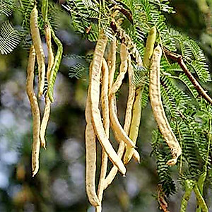 QAUZUY GARDEN 20 Seeds Thornless Argentine Mesquite Tree Seeds Prosopis Laevigata Alba Smooth Mesquite Seeds Non-GMO Seeds Easy to Grow