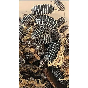 Bugzy Bugs Zebra Armadillidium Isopods 10 Count Live Roly Poly Cleanup Crew Feeders for Terrarium Reptile Insect Pet Food
