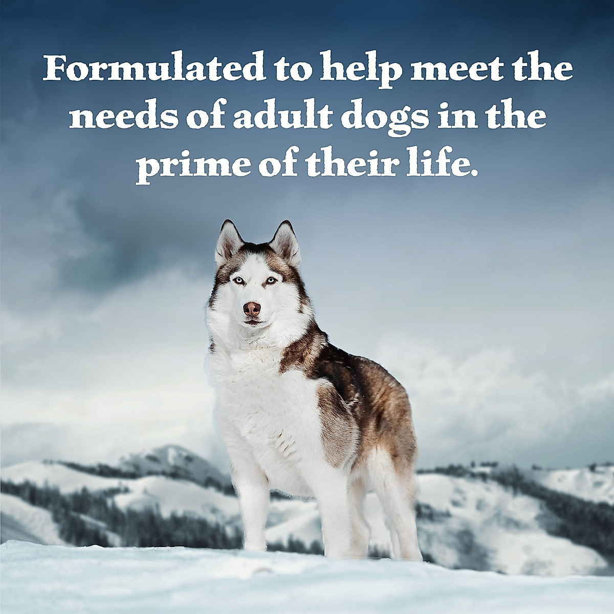 Blue Buffalo Wilderness Adult Wet Dog Food, High-Protein & Grain-Free, Made with Natural Ingredients, Duck & Chicken Grill, 12.5-oz. Cans, 12 Count