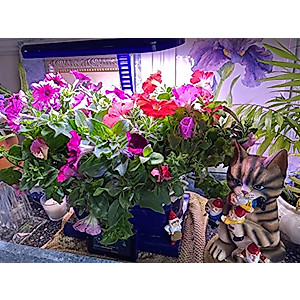 By Mark & Margot Mischievous Cat with Granny - Black Stripes (Mischievous Cat)