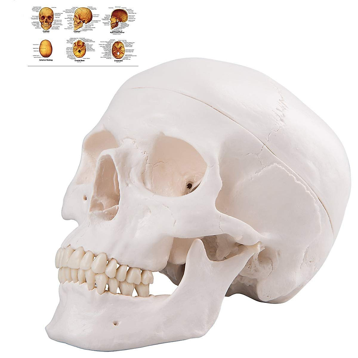 EUDDOO Human Skull Anatomical Model, Life Size Replica Adult Human Anatomy Head Model with Removable Skull Cap and Articulated Mandible, Labeled Diagram Poster Included