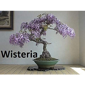 Flowering Bonsai Tree Seed Bundle #2 - All Flowering Tree Seeds, Vibrant Colors - Desert Rose, Japanese Cherry Blossom, Chinese Wisteria