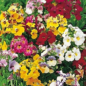 Seeds Nemesia Carnival Mix (Cape Snapdragon) Ornamental Indoor Flower Annual Garden Cut Flowers for Planting Non GMO