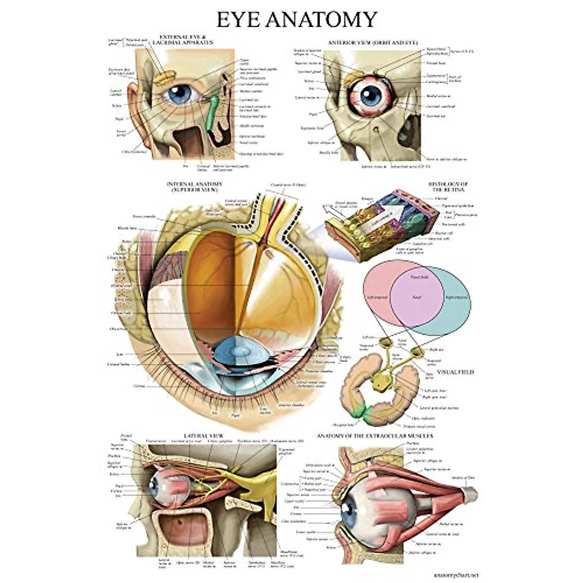 Palace Learning LAMINATED Eye Anatomical Poster - Human Eye Anatomy Chart - 18" x 24"