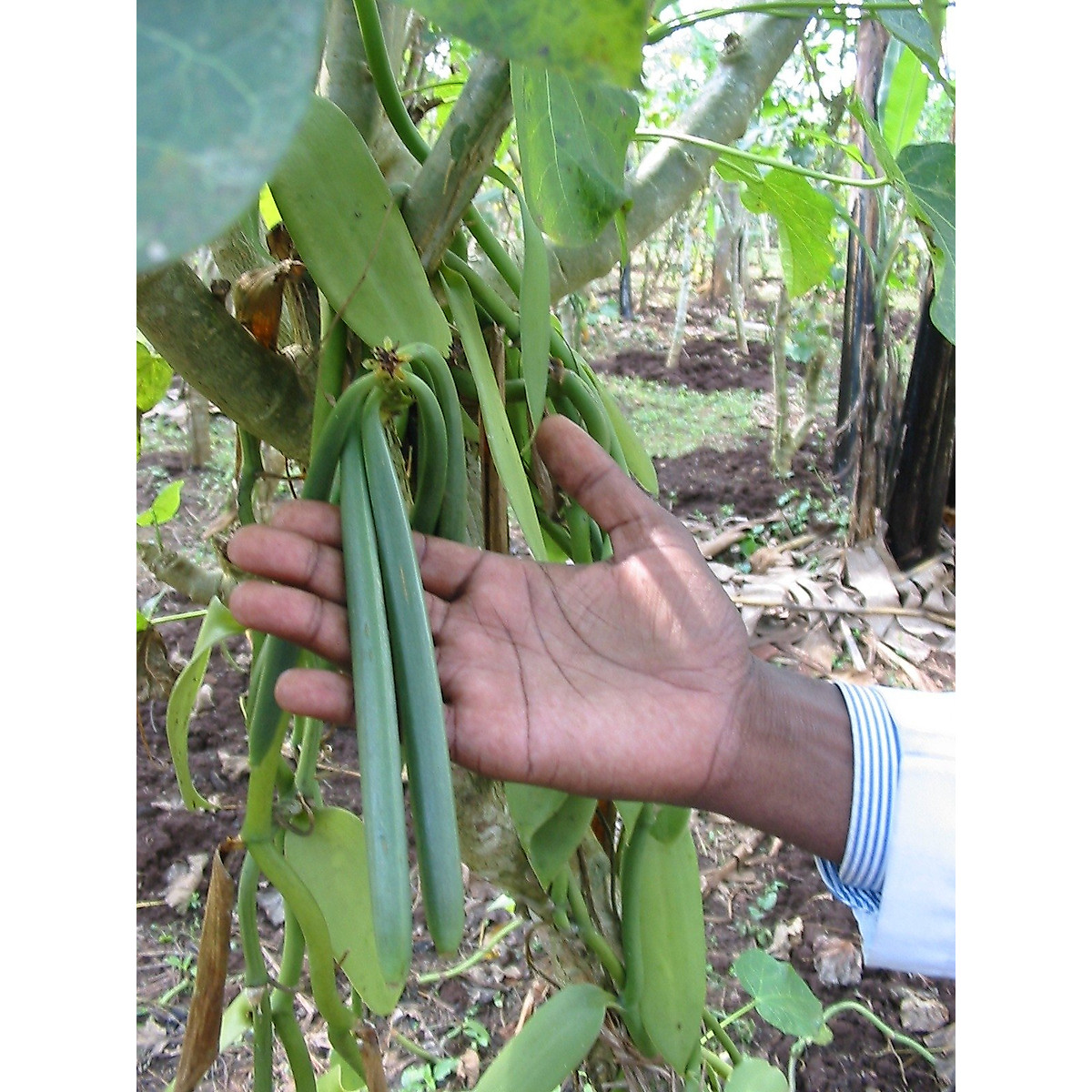 25 Tahitian Extract Grade B Vanilla Beans 4~6" by Vanilla Products USA