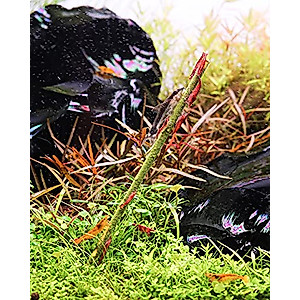 Shrimptastic Aquatics Shrimp Lolly Combo Pack