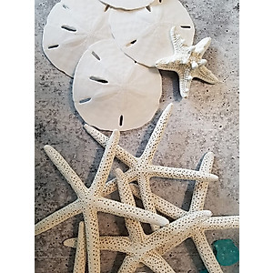 Tumbler Home White Sand Dollars 2" to 2.25" Set of 24 - Wedding Seashell Craft Sand Dollars- Hand Picked and Professionally Packed