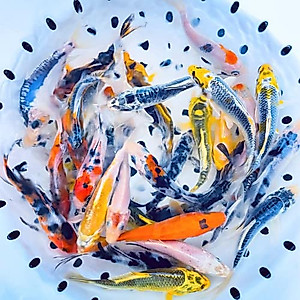 Toledo Goldfish Standard Fin Koi, Variety of Colors and Patterns - Perfect for Ponds or Aquariums - 4-5 Inches, 5 Count