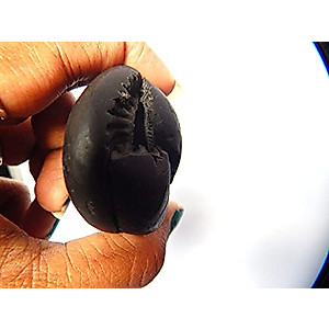 XUETZALCOATL Laxmi Narsimha shaligram Purnachakra Purnagarbha Shaligram Nepal Kali Gandki