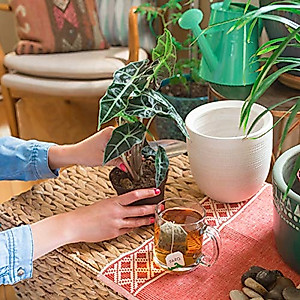 Tazo Tea Bags Sampler Assortment Variety Pack Gift Box - 42 Count - 14 Different Flavors Perfect Variety – Passion Fruit, Awake English Breakfast, Early Grey, Green, Herbal, Chai Tea and more …