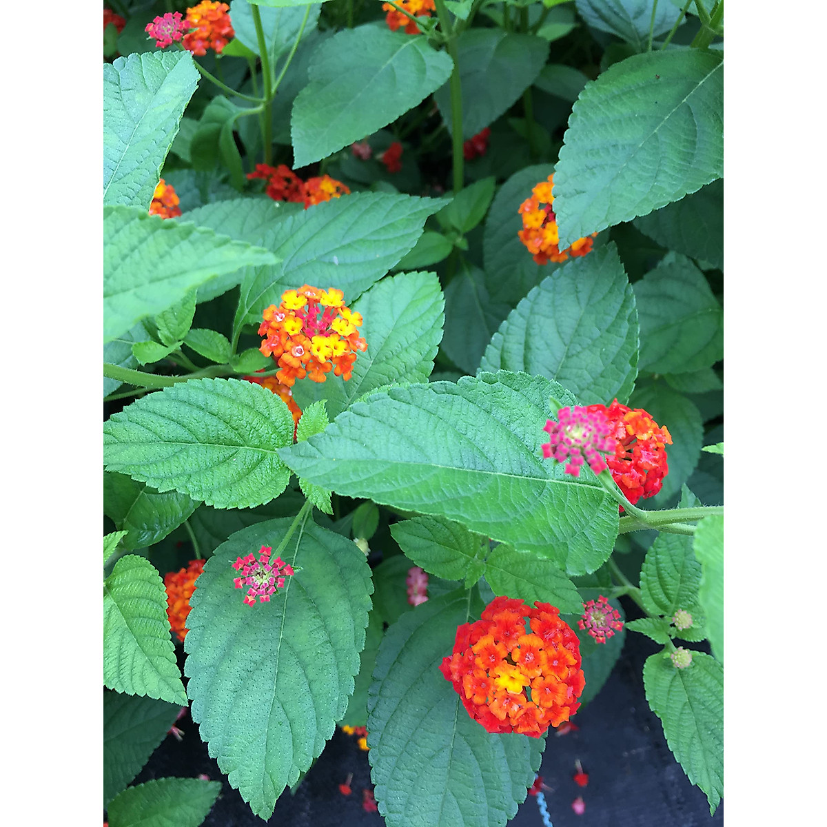 Lantana Camara Flowers - Two (2) Mixed Starter Live Plants - Not Seeds - Natural Mosquito Repellant Garden - Attract Hummingbirds & Butterflies - in 4 inch Pots