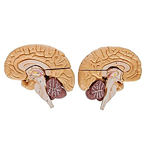 3-Part Human Skull Model, Removable 8-Part Brain, Anatomically Correct Brain Model for Neuroscience, Life Size Plastic Skull Mold from Real Skull, Detailed Product Manual, Made by Axis Scientific