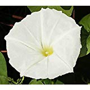 Night Blooming Morning Glory - L. Ipomoea alba - 25 Seeds, 1/4 oz - B324