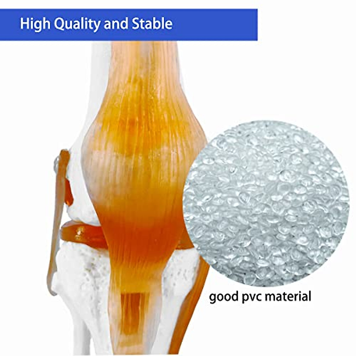 Veipho Knee Model, Flexible Knee Joint Model with Ligament and Stand, Life Size Human Knee Joint Model, Knee Anatomy Model, Human Knee Joint Model for Learning, Demonstrating