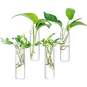 Ivolador 4PCS Wall Hanging Glass Plant Terrarium Container Cylinder Shape Perfect for Propagating Hydroponic Plants Home Office Garden Decor Wedding
