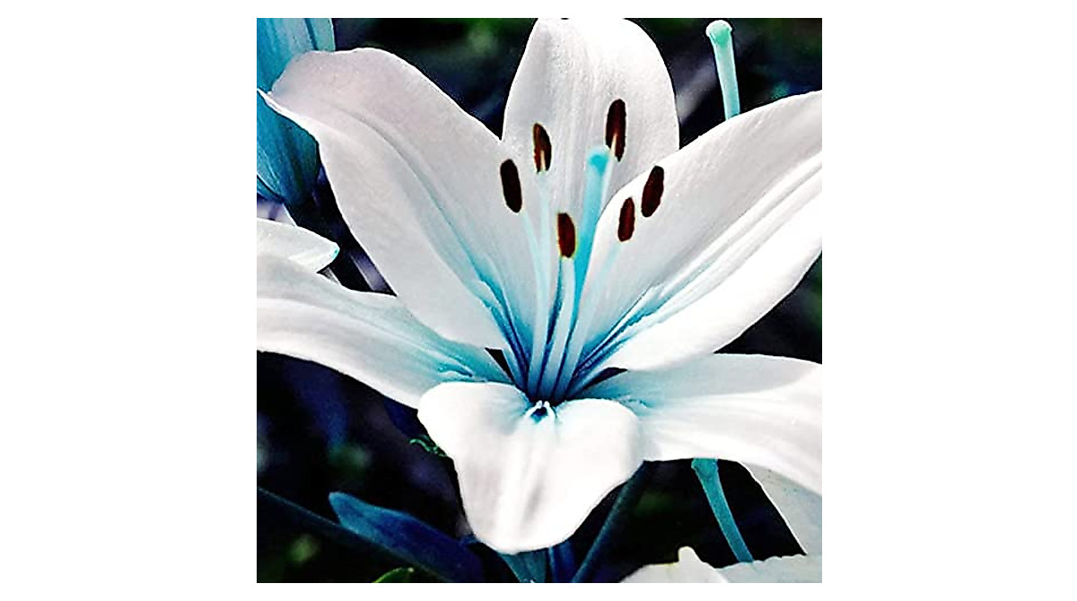 YEGAOL Blue Lily Seeds - 50 Rare Non-GMO Perennials