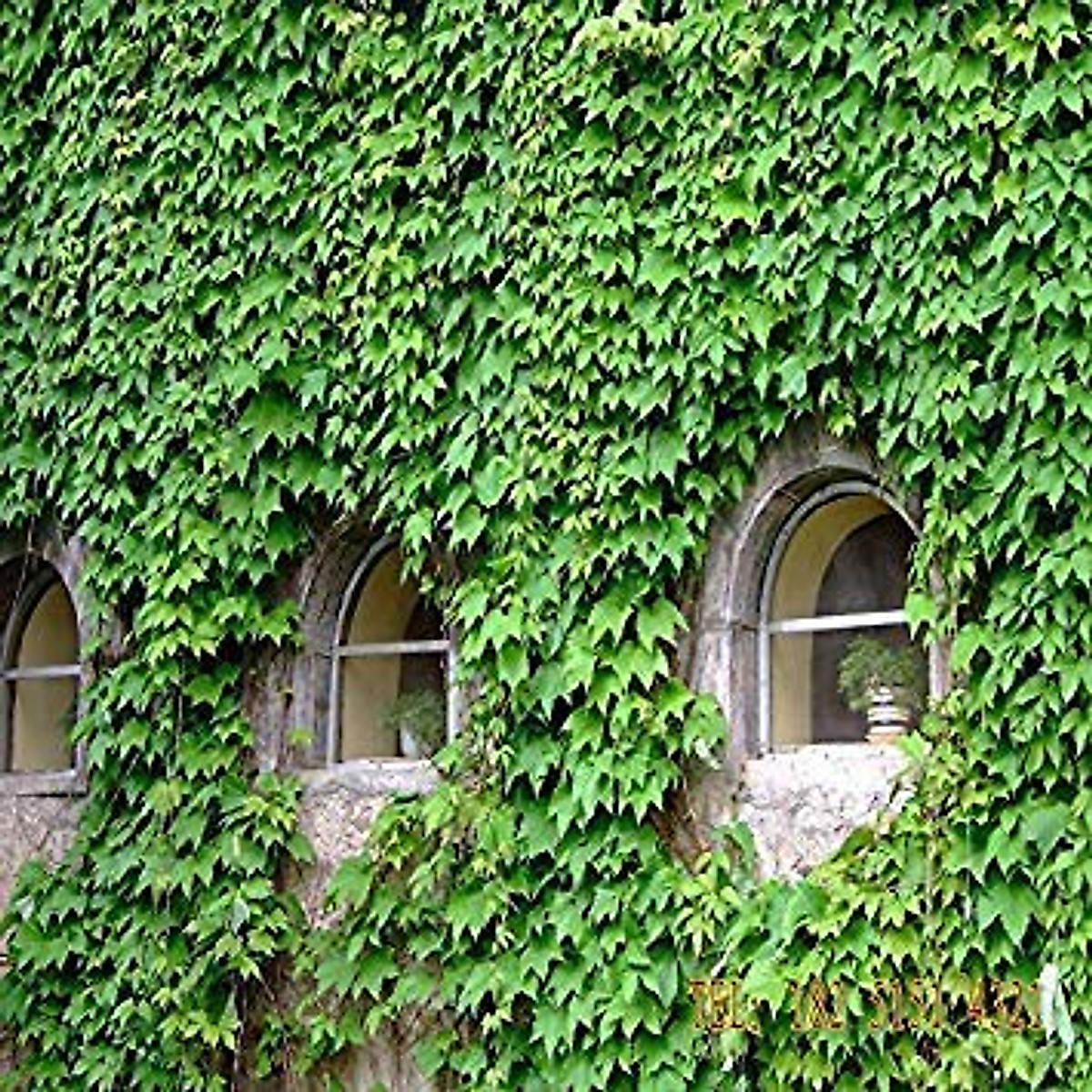 Mix, Red,Yellow,White,Onion Sets, (40 Bulbs) Garden Vegetable