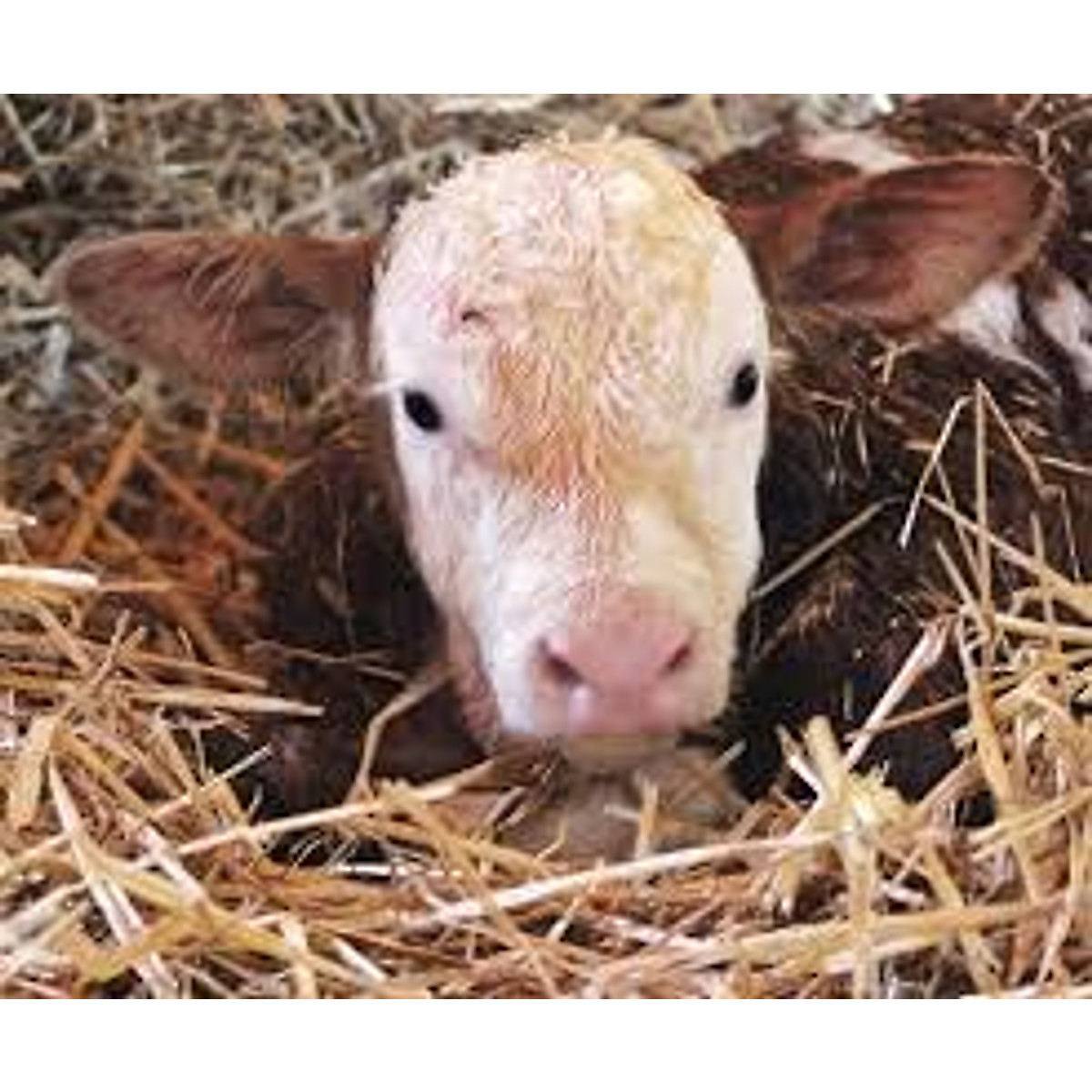 Premium 100% Natural Wheat Straw Grass Harvested 2022, Farmer Direct- Excellent Animal Bedding, Garden Cover, Mulch and Farm Wheat Straw 5lbs. Straw Shipped