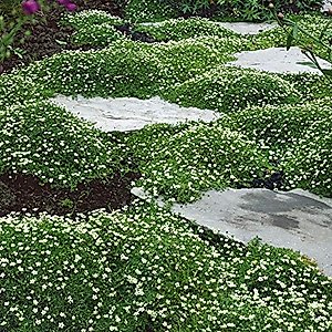 Outsidepride 5000 Seeds Perennial Irish Moss Low Growing, Mat Forming, Ground Cover Seeds for Planting