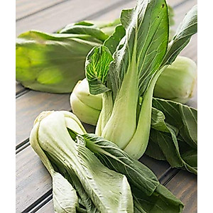 Gaea's Blessing Seeds - Bok Choy Seeds (2.0g) Canton Pak Choi Chinese Cabbage Non-GMO Seeds with Easy to Follow Planting Instructions - Heirloom 90% Germination Rate