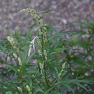 Mugwort Tea - Dried, Cut Artemisia Vulgaris Herb - 100% Riverside Wormwood, Felon Herb, Chrysanthemum Weed - Net Weight: 1.0oz/28.5g