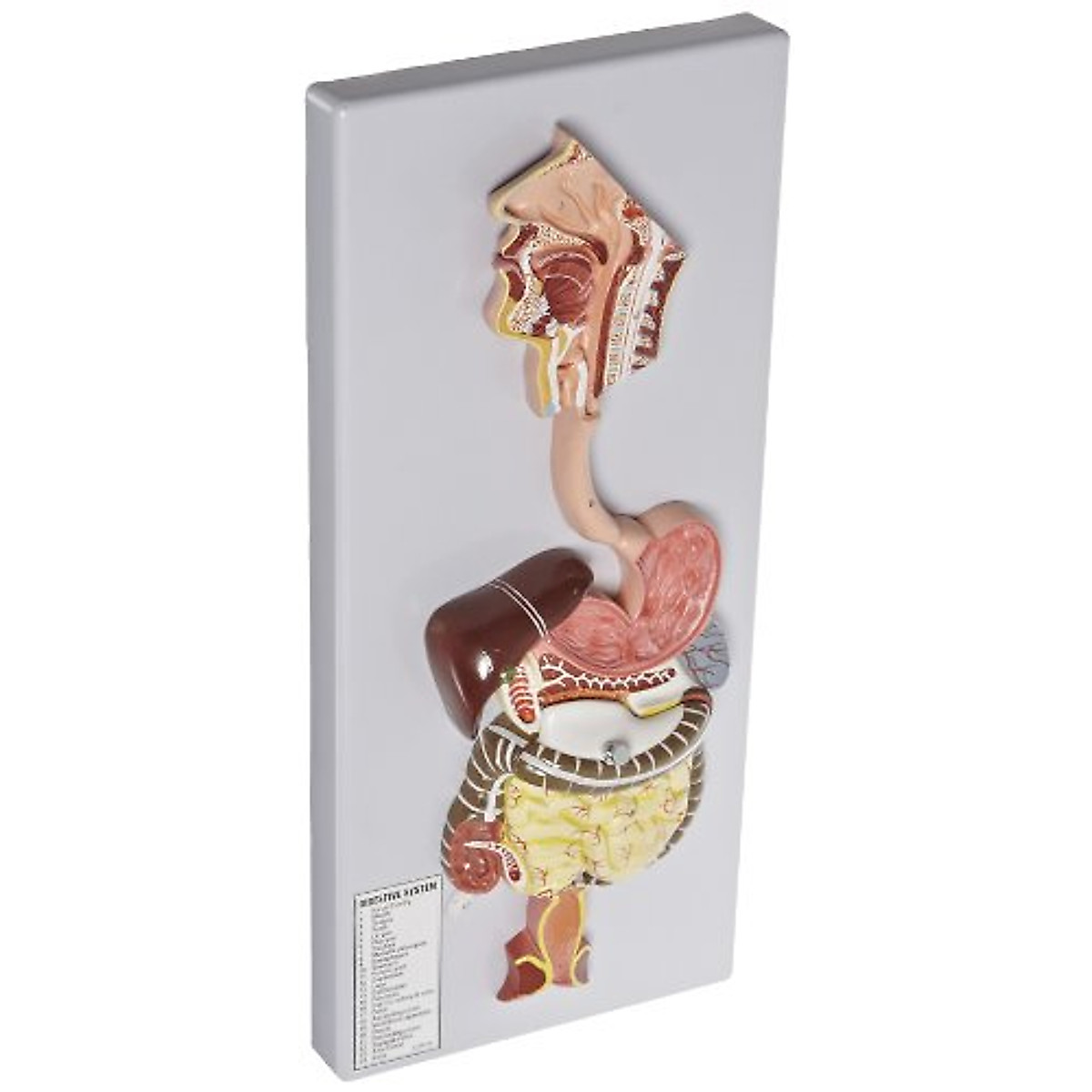 Eisco Labs Human Digestive System Model, 2 Parts, Hand Painted