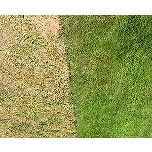 OrOlam Canada Grass Green Seed Bag Tough Enough to Withstand Severe Weather All Climate