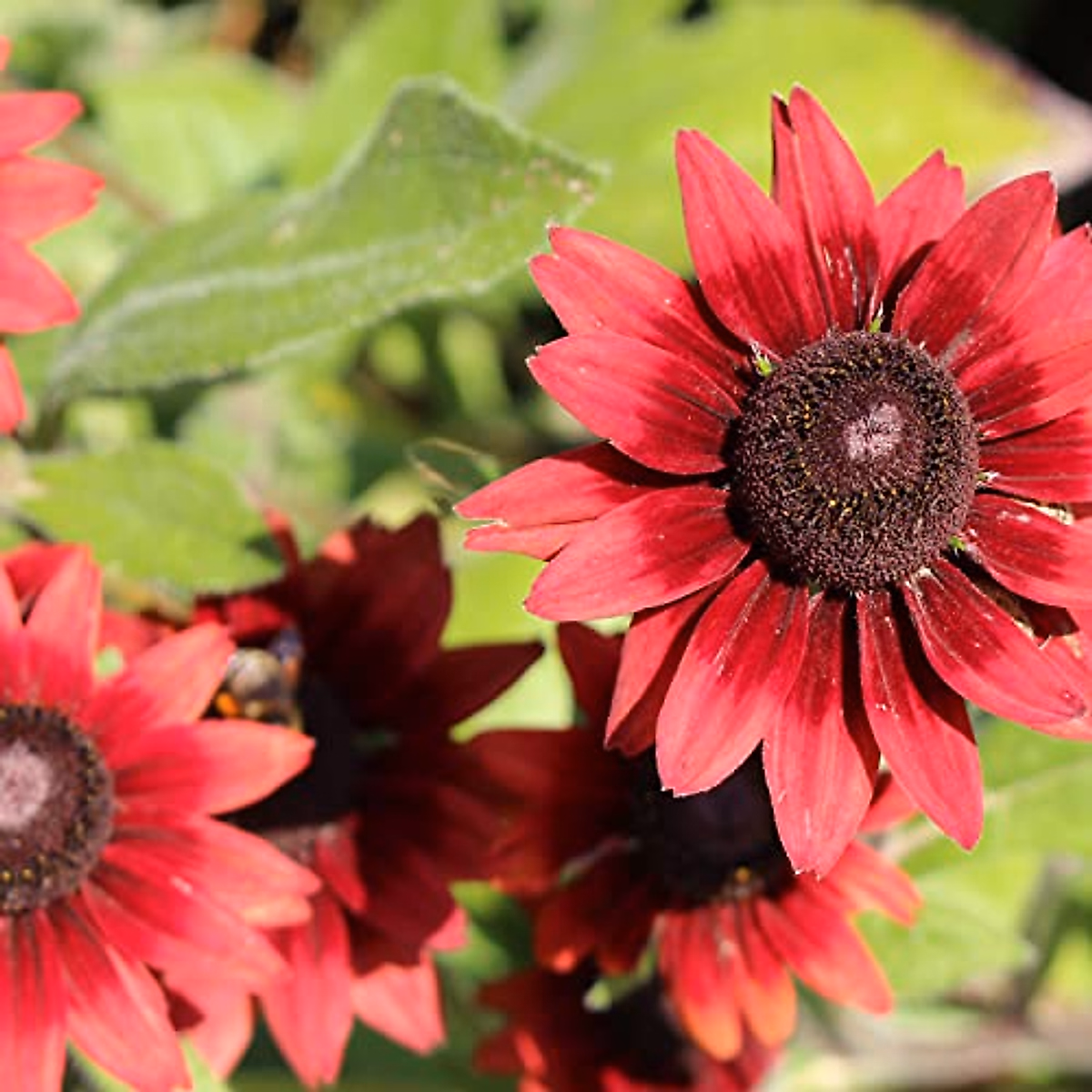 Outsidepride Annual Rudbeckia Hirta Cherry Brandy Garden Flowers - 25 Seeds