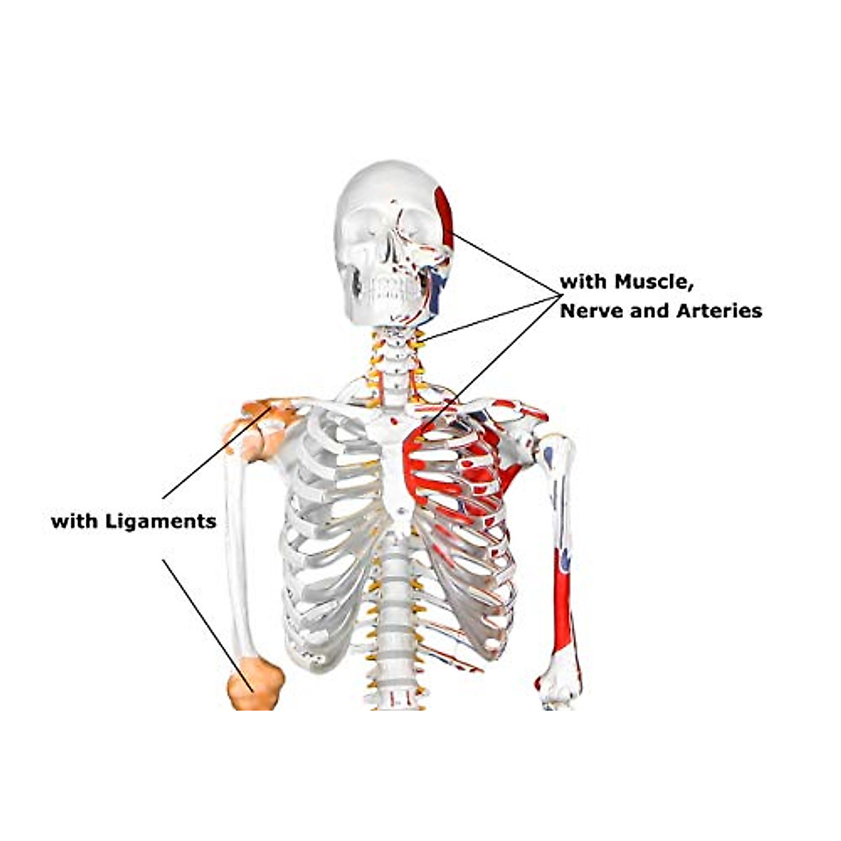 Vision Scientific VAS215-DC Medical Grade, Full Size Skeleton W Hand Painted Muscles & Ligaments | Thick Zip Dust Cover | Skeleton Wired for Natural Movement | Mounted on Roller Stand W Manual