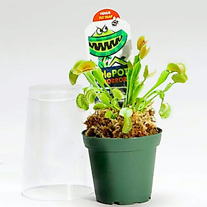 Little Pot of Horrors, Live Venus Fly Trap Live Plant, Live Venus Flytrap Live Plants Indoor, Venus Fly Trap Soil, Indoor Plants Venus Fly Trap Pot, Venus Fly Trap Plant