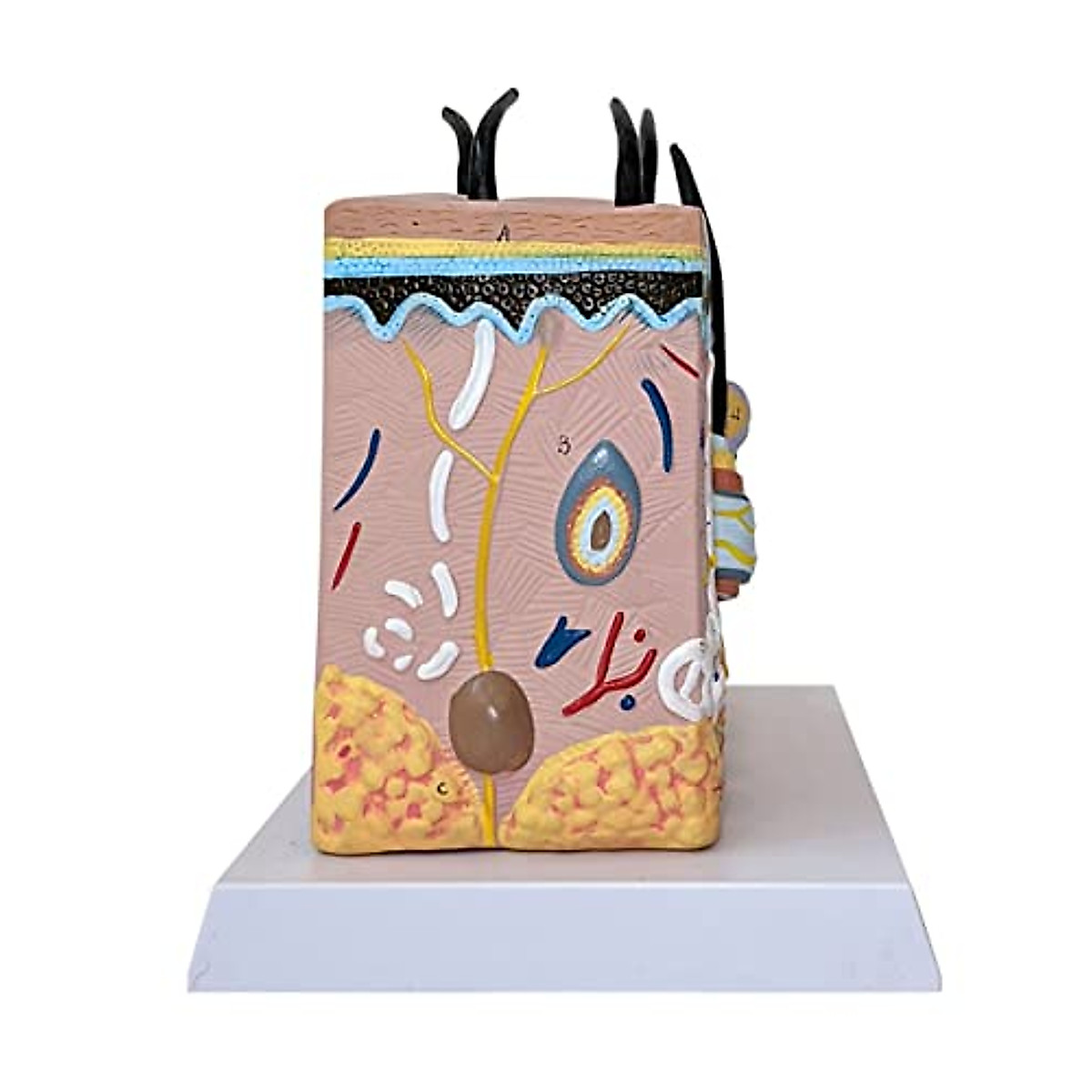 Anatomy Lab 70X Enlarged Human Skin Anatomical Model, Anatomy Model of Skin and Hair Follicles for Science Classroom Study Teaching Model