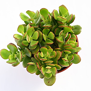 Live Jade Succulent Plant – Crassula Ovata Jade Succulent - Fully Rooted 4-Inch Jade Succulent