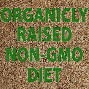 Organic Live Gut Loaded 100ct Small Dubia Roaches (1/4"-1/2”) - Cricket Alternative Food for Bearded Dragon, Leopard Gecko, Chameleon and Other Reptiles