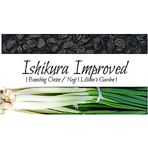 Fast-Growing Bunching Onion Seeds -"Ishikura Improved" - Liliana's Garden - USA Grown Heirloom Seeds