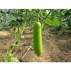 Gaea's Blessing Seeds - Bottle Gourd Seeds - Opo Squash - Non-GMO Seeds with Easy to Follow Planting Instructions - NAM Tao Yao Heirloom 94% Germination Rate