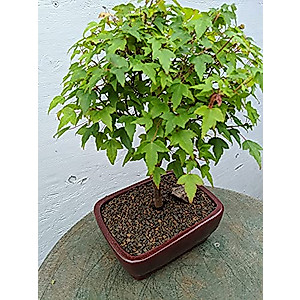 Dwarf Trident Maple Outdoor Bonsai Tree — 🛍️ The Retail Market