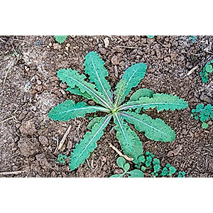 Earthcare Seeds Wild Lettuce 50 Seeds (Lactuca virosa) Heirloom - Non GMO - Open Pollinated