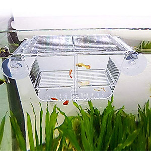 capetsma Fish Breeding Box, Acrylic Fish Isolation Box with Suction Cups, Aquarium Acclimation Hatchery Incubator for Baby Fishes Shrimp Clownfish and Guppy. Small Size (S)