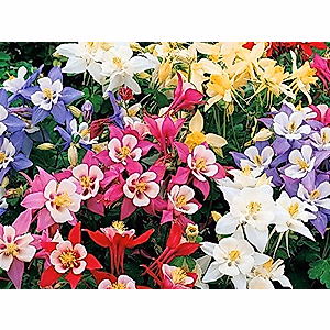 200+ Columbine McKana Giants Flower Seeds, Perennial, Aquilegia caerulea, Colorful, Attracts Bees and Hummingbirds! from USA