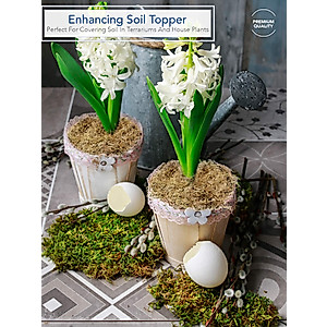 Royal Imports Preserved Natural Spanish Moss, Fresh Dried Shredded Loose Chunks, 2 LB Bulk Case