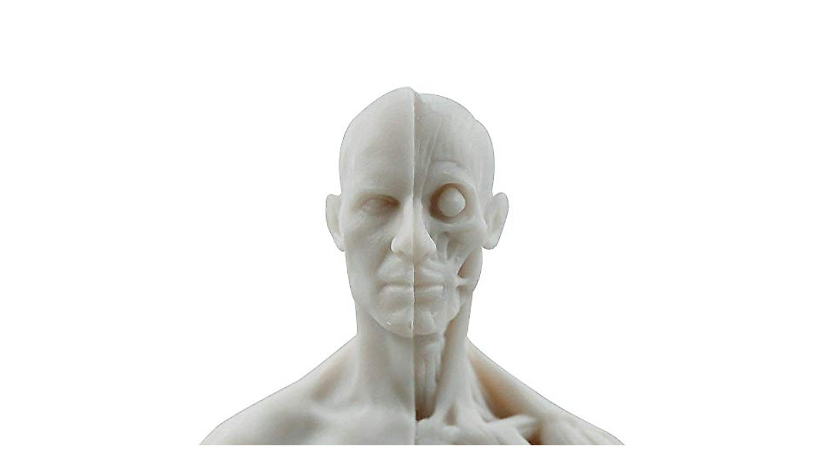 Male Anatomy Figure Model for Artists - Ecorche Supplies