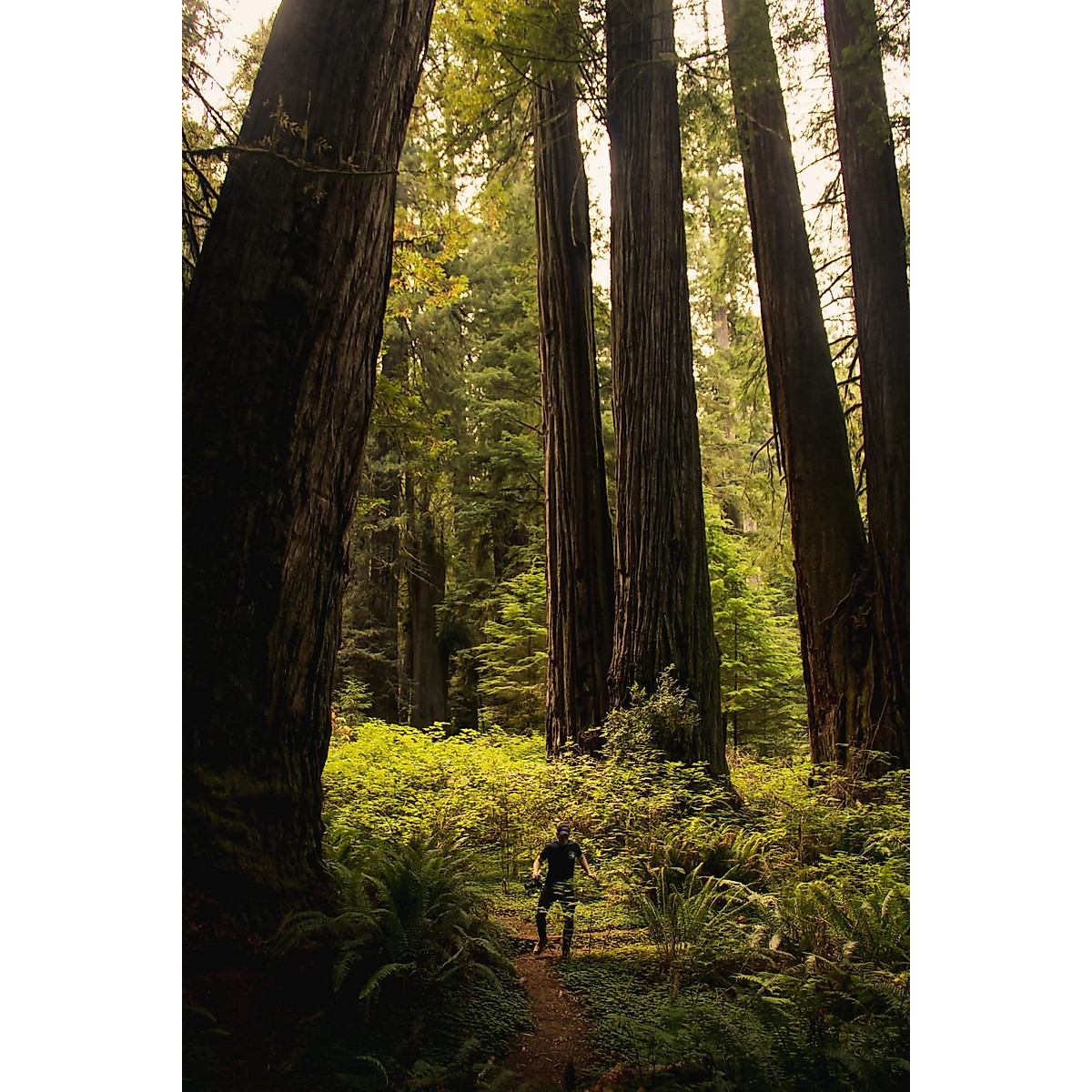 50 Giant Sequoia Seeds, Giant Redwood, Wellingtonia Seeds - 50 Seeds (Sequoiadendron giganteum) - Pack of 50 Rare and Viable Seeds - QO Seeds