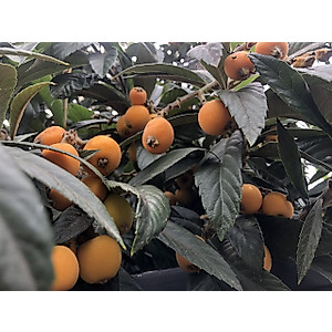 2 Packages of Loquat Fruit Eriobotrya Japonica Seeds - 5 Seeds Per Package