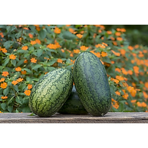 Burpee Mama's Girl Watermelon Seeds 25 seeds