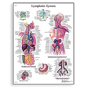 3B Scientific VR1392L Glossy Laminated Paper Lymphatic System Anatomical Chart, Poster Size 20" Width x 26" Height
