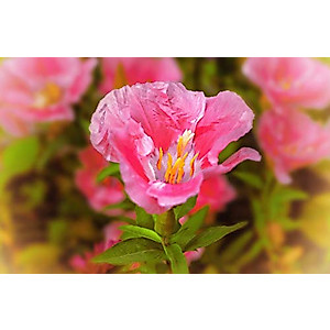 "Maiden Blush" Pink Godetia Flower Seeds for Planting, 1500+ Flower Seeds Per Packet, (Isla's Garden Seeds), Non GMO & Heirloom Seeds, Scientific Name: Clarkia Amoena, Great Home Flower Garden Gift